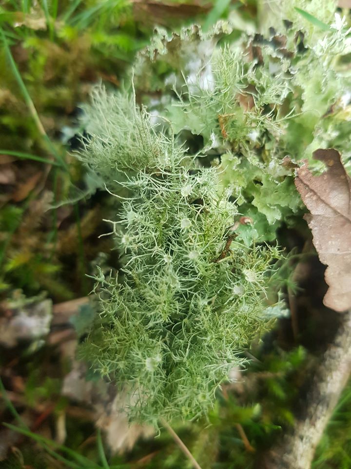 North Devon - Welcome to the Rainforest! | North Devon Coast