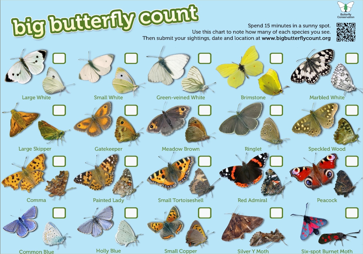 Big Butterfly Count | North Devon Coast